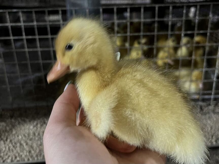 Бройлерная утка ст6