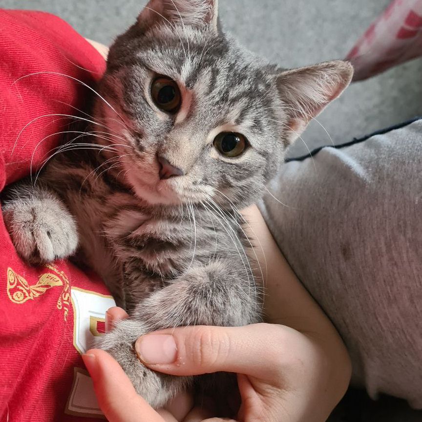 Малышка Лала ищет дом