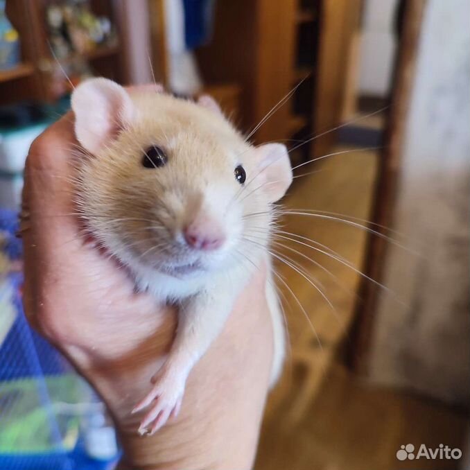 Крыса дамбо редкий рыжий