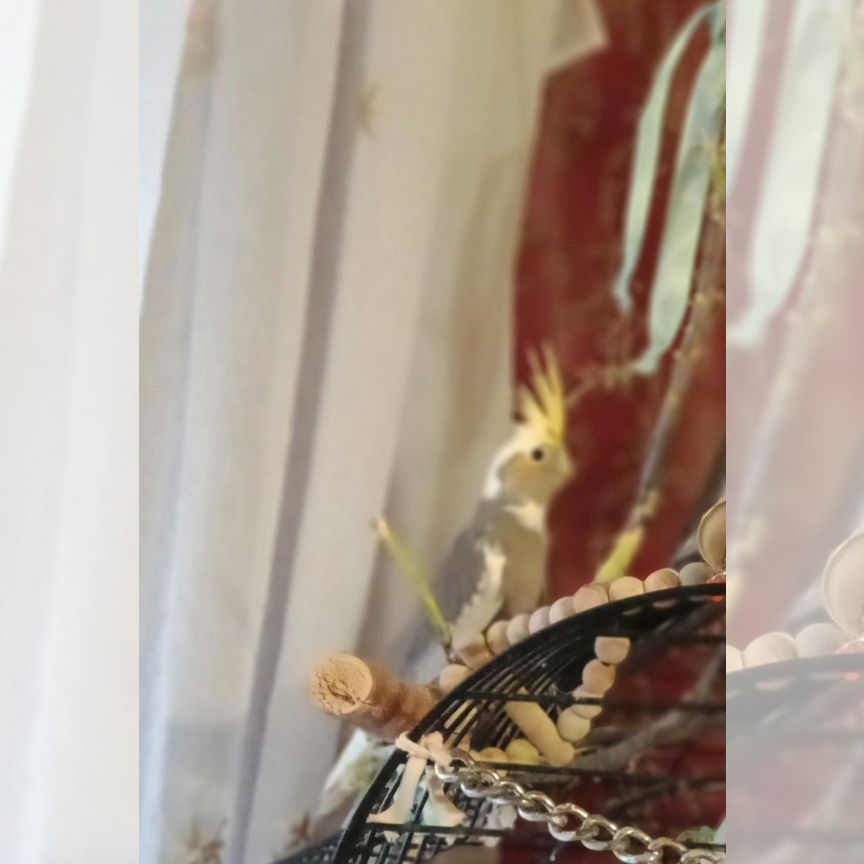 Попугай корелла птенец