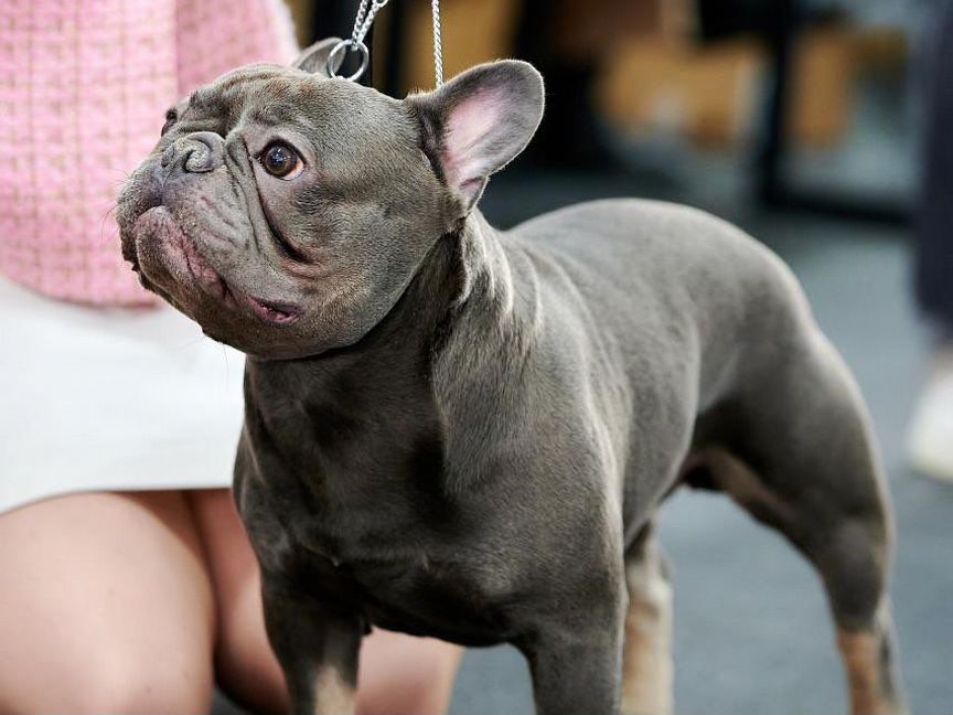 Французский бульдог вязка