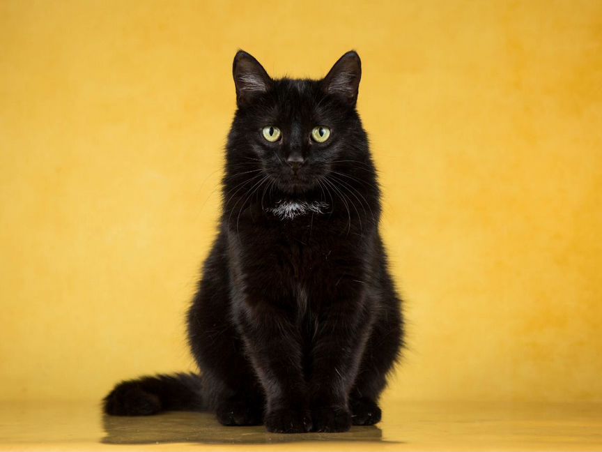 Смелая черная кошечка