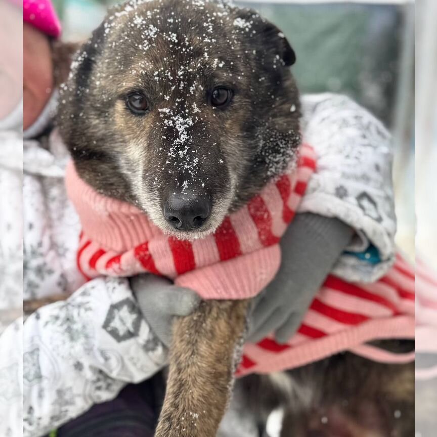 Взрослая собака в добрые руки