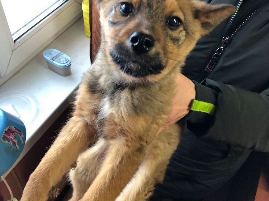 Щенок в добрые руки