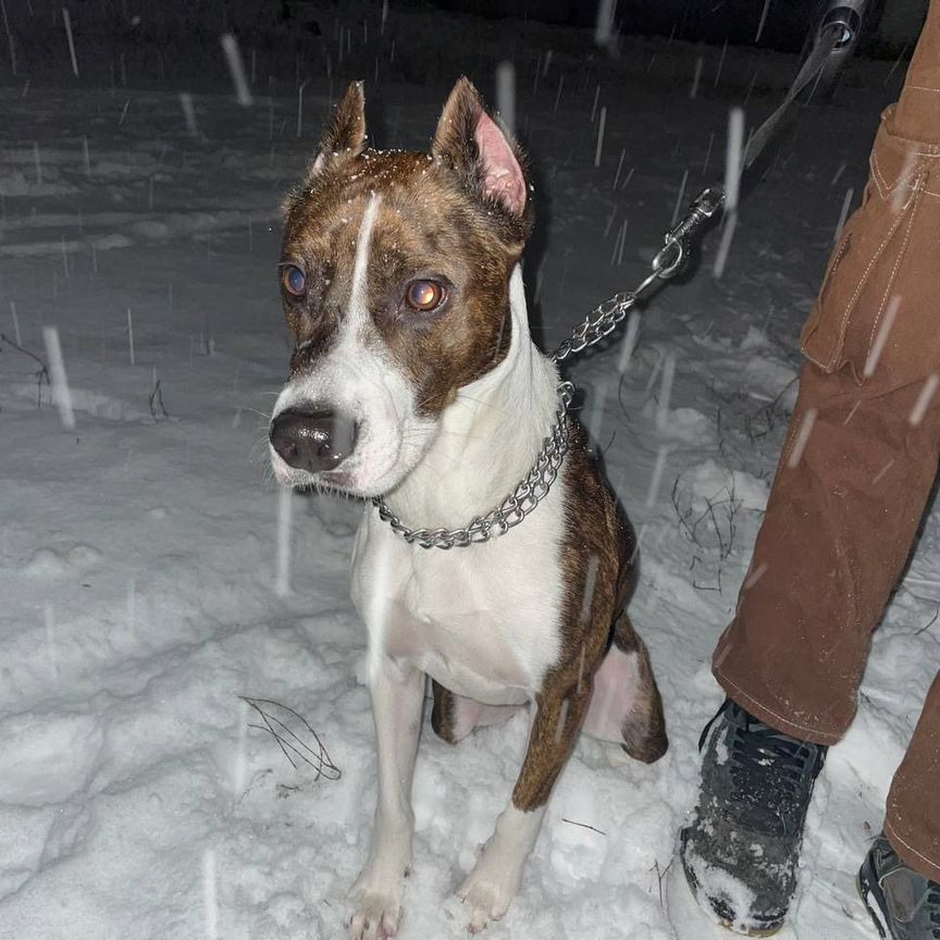 Отдам в добрые руки породистую собачку