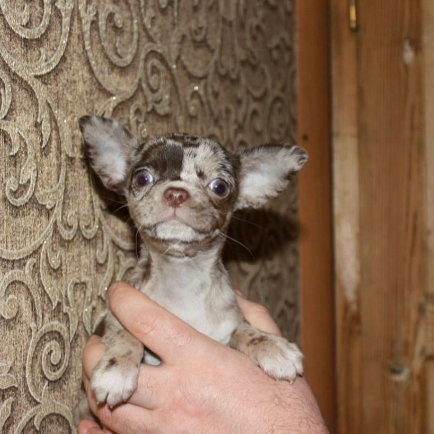 Чихуахуа мраморный шоколад