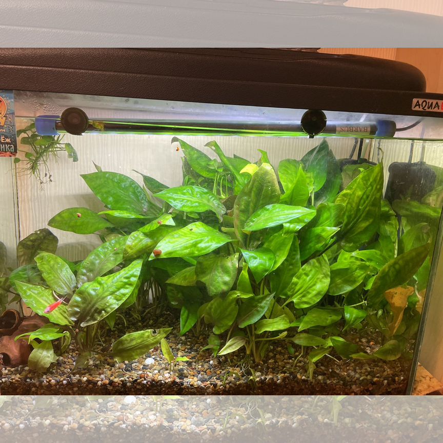 Аквариумные растения криптокарина