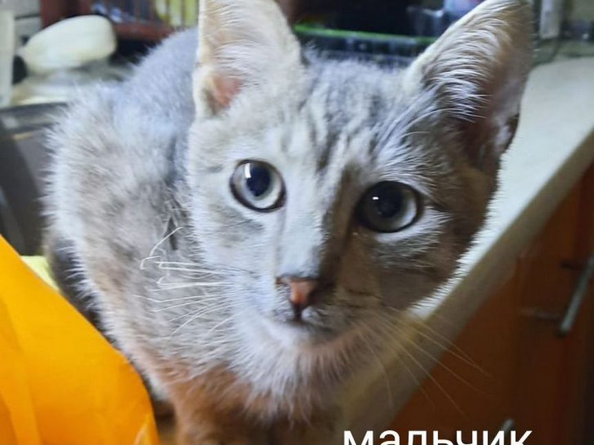 Котик ушастик