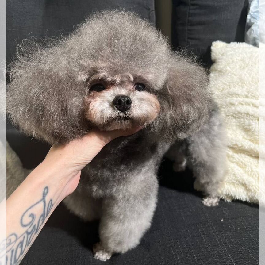 Той-пудель, взрослая собака