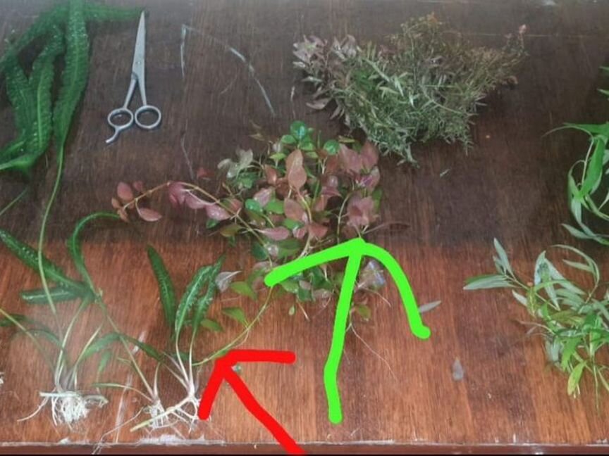 Аквариумные растения прополка