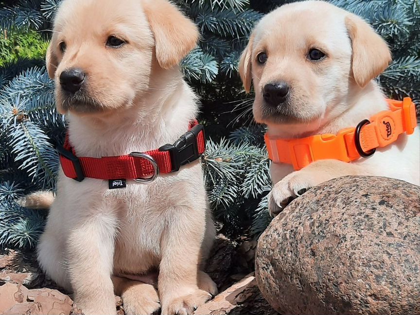 Лабрадор щенки питомник