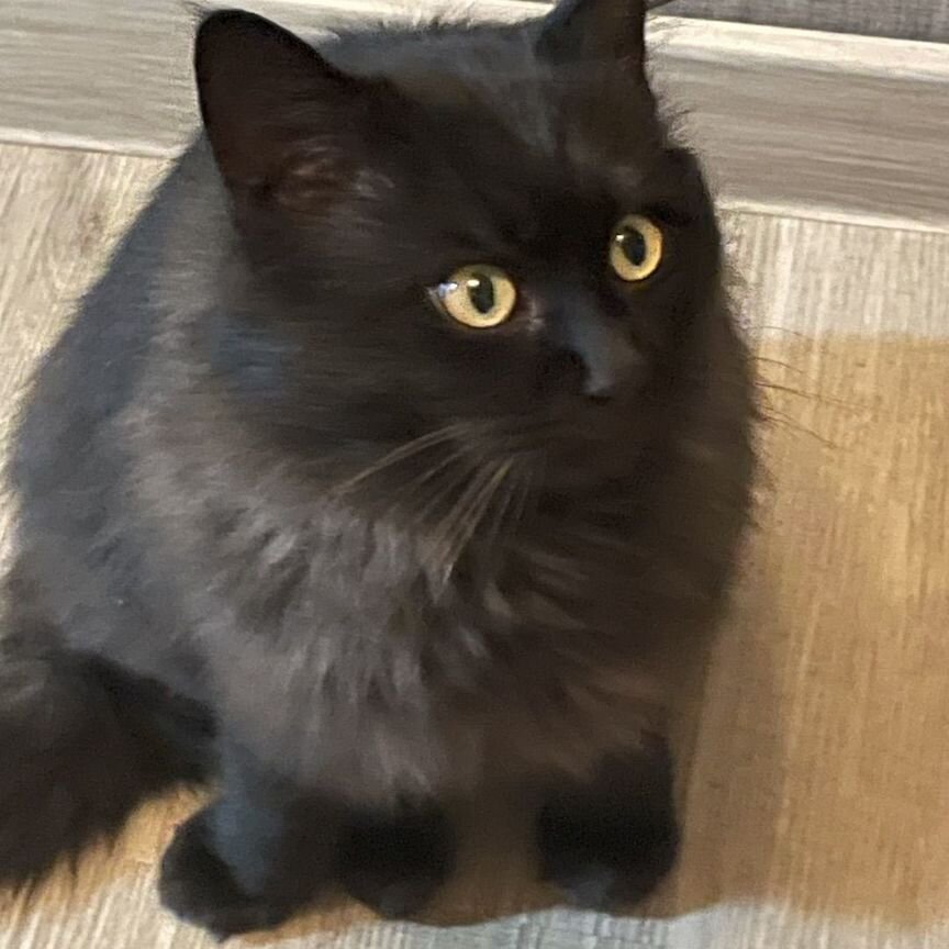 Отдам в добрые руки