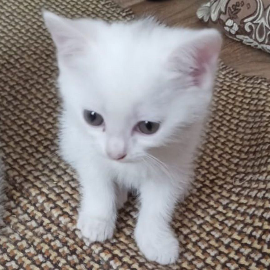 Котята в добрые руки бесплатно девочки
