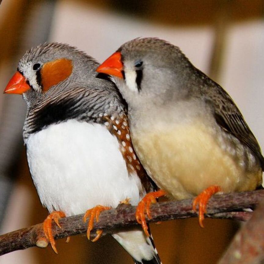 Амадины (пара)