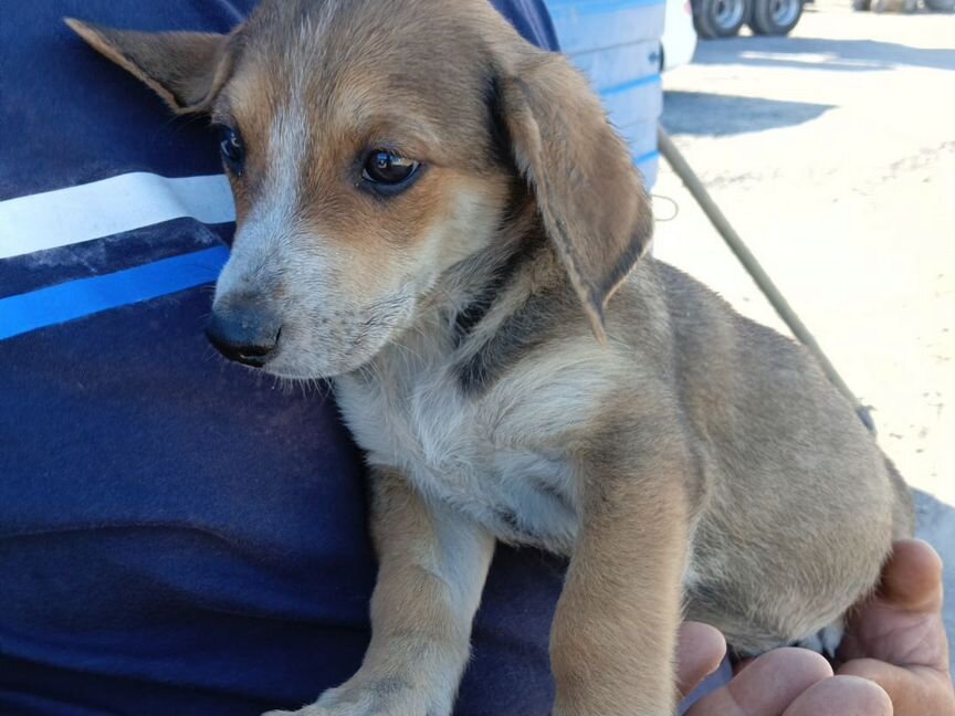 Собака в добрые руки щенок