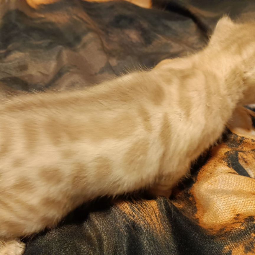 Бенгальские котята