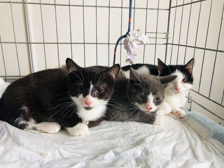 Котята ищут дом