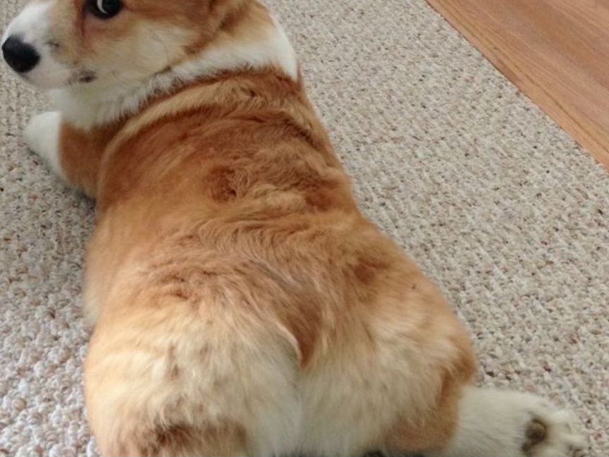 Вельштерьер пемброк