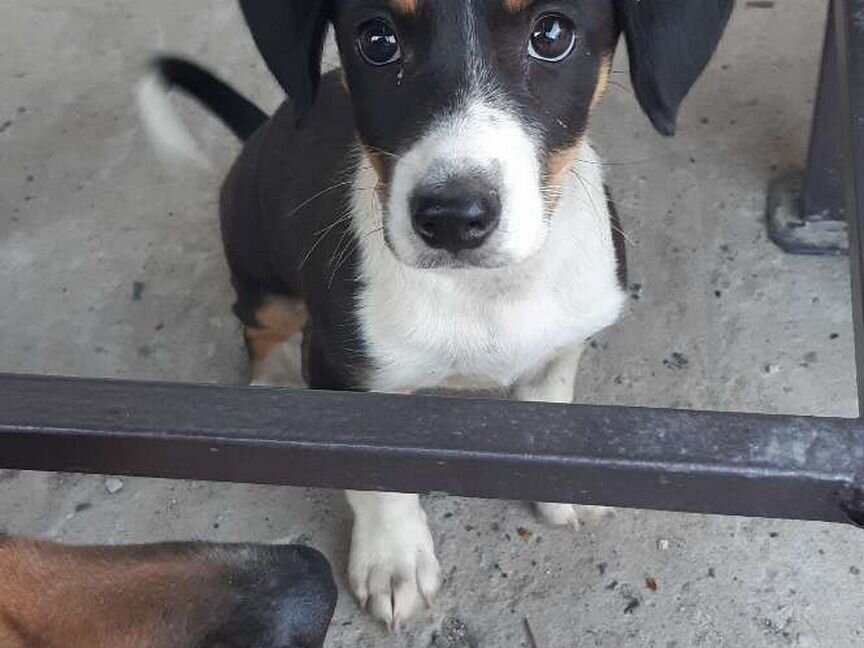 Собаки щенки бесплатно