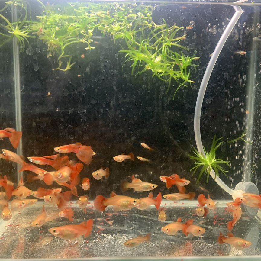 Гуппи Красный Блондин