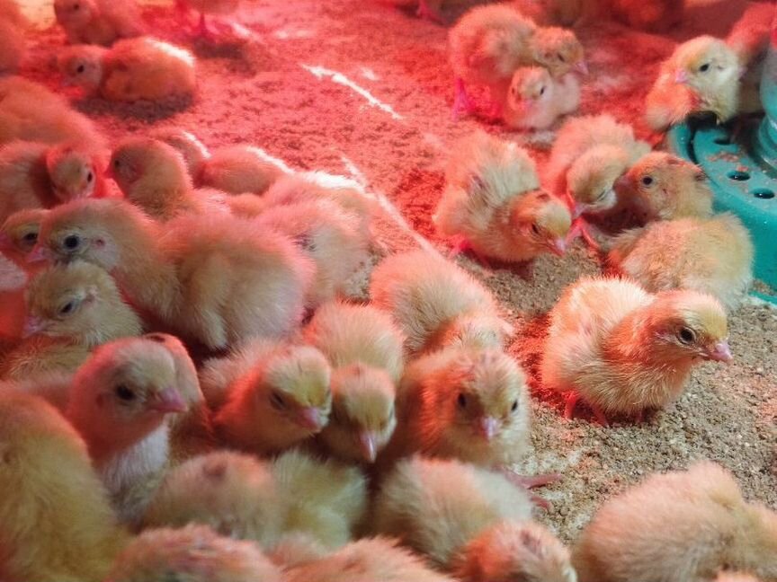 Цыплята перепелов