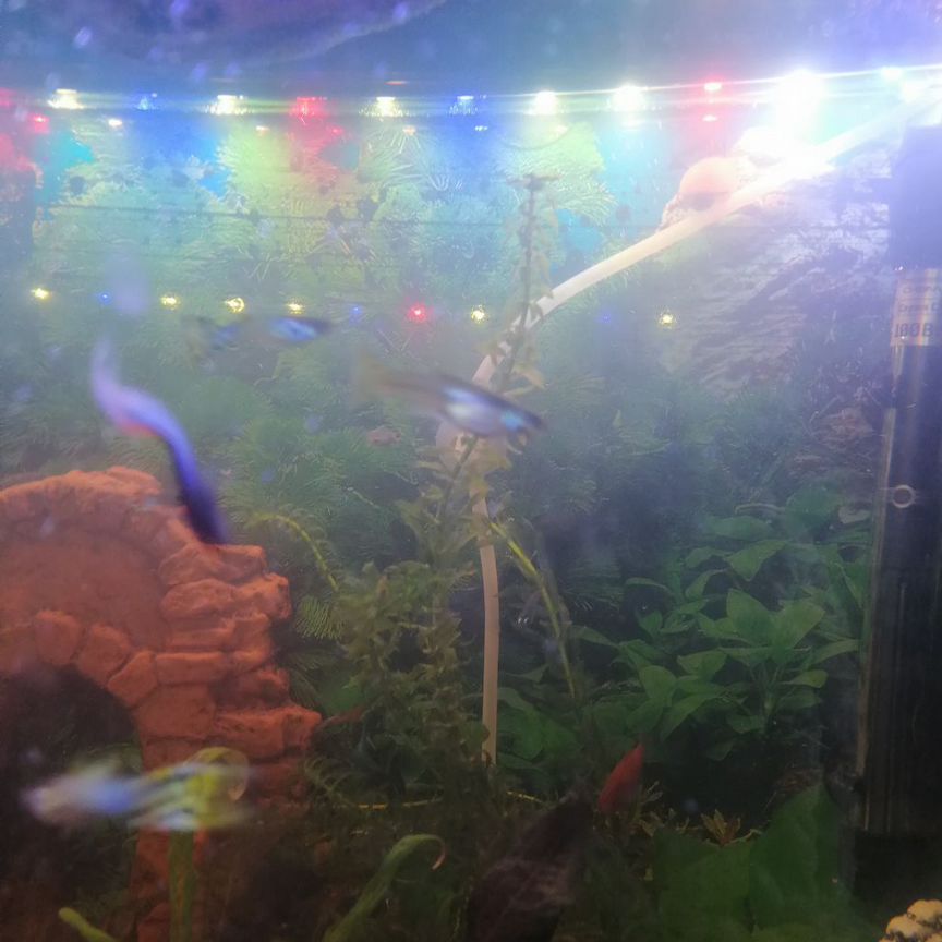 Аквариумные рыбки гуппи