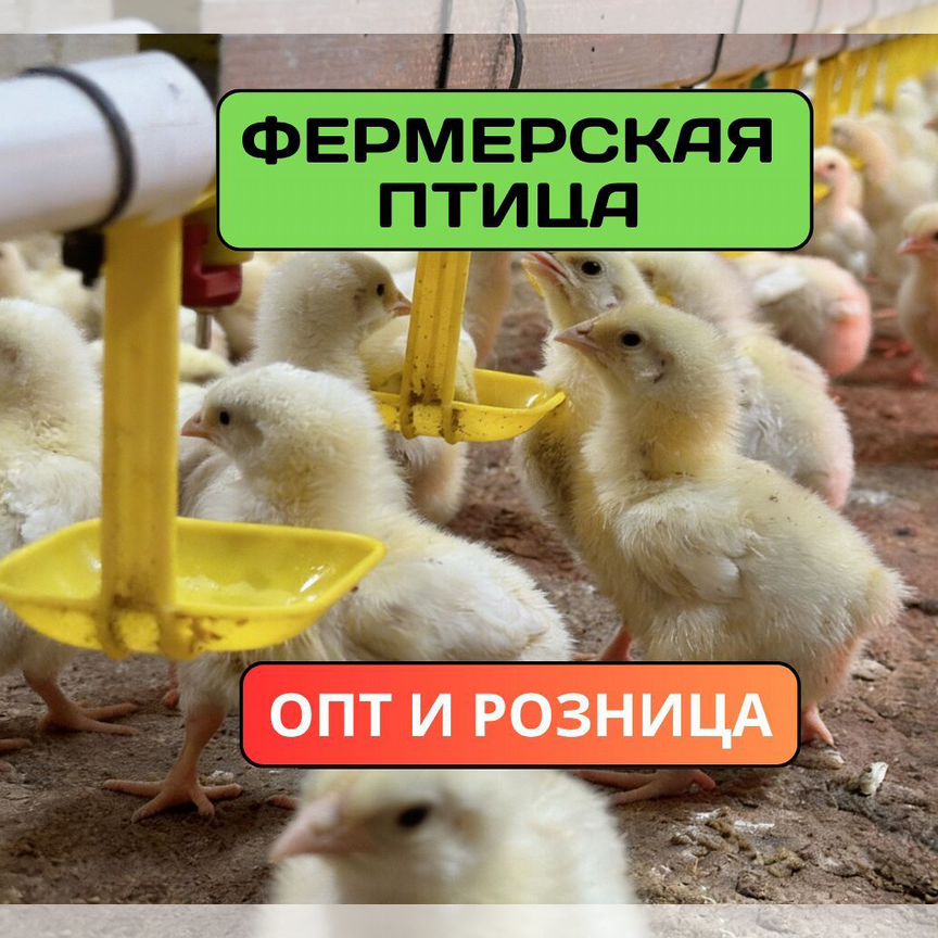Цыплята бройлеры суточные, цыплята подрощенные