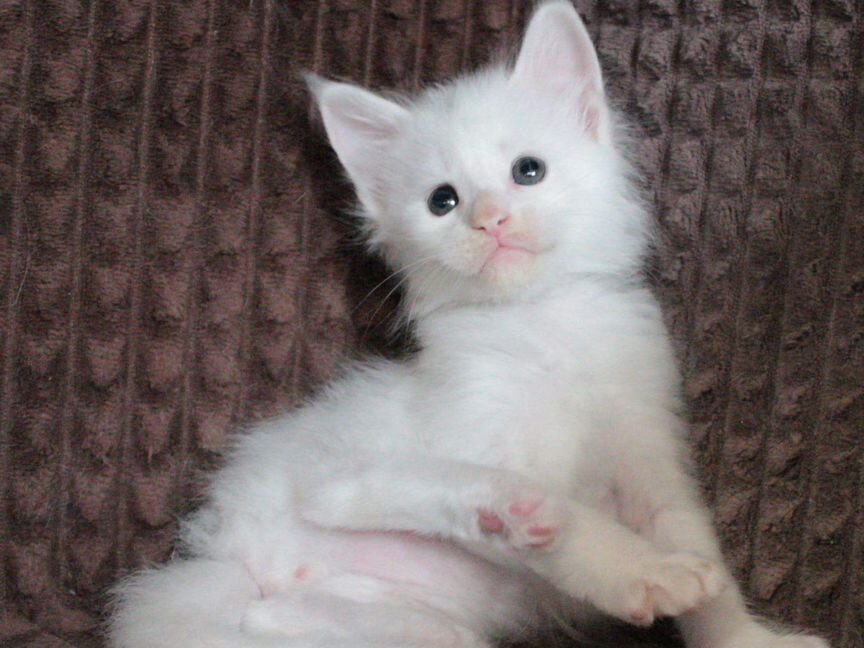 Зеленоглазый чистокровный мальчик