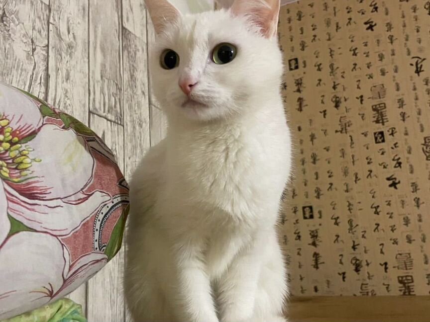 Кошка "Снежа"