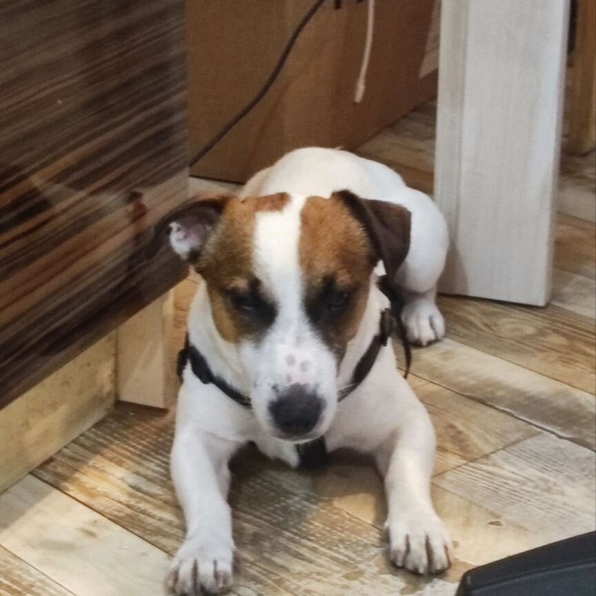 Джек рассел терьер в добрые руки