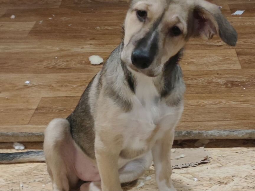 Щенок в добрые руки бесплатно