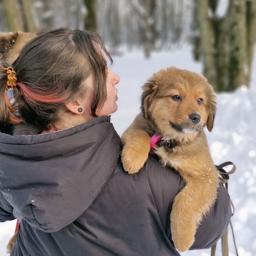 Щенок в добрые руки