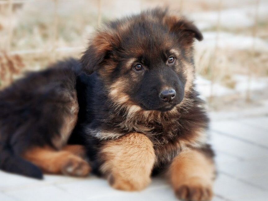 Щенки -немцы - крупные овчарки