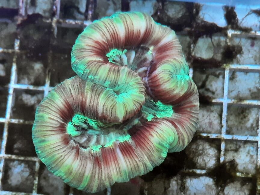 Коралл трахифилия