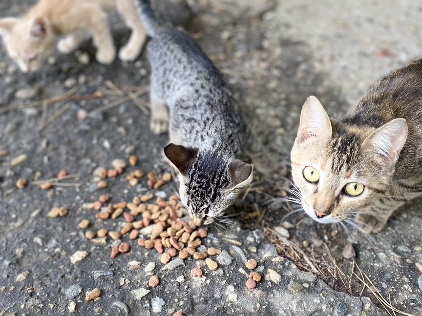 Котята и кошечка ищут дом