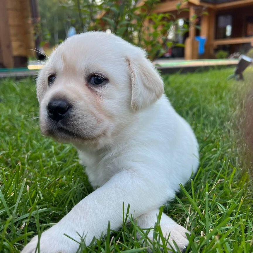 Щенки лабрадора палевые черные
