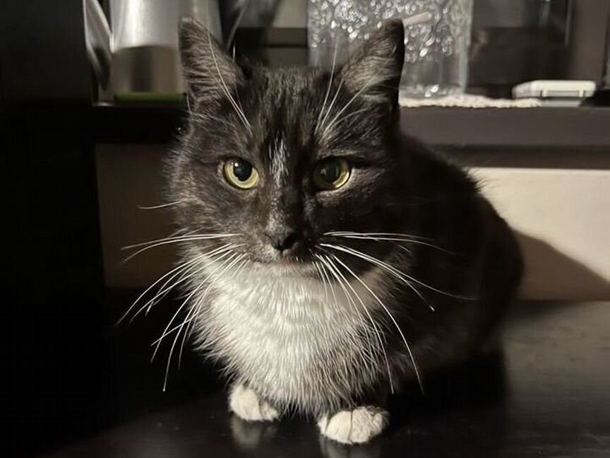 Кошка