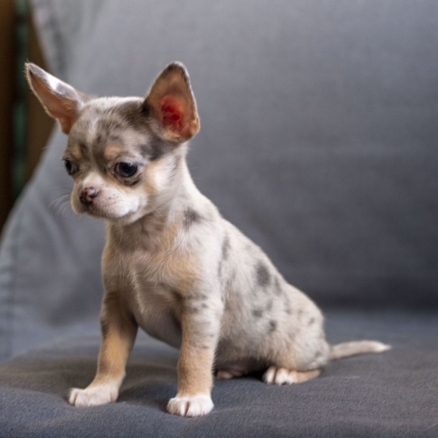 Щенки чихуахуа