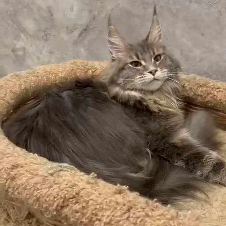 Мальчик мэйн кун 4,5 мес