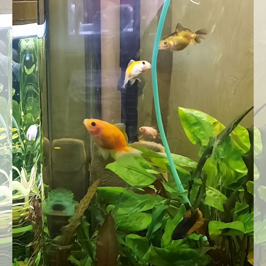 Золотая рыбка