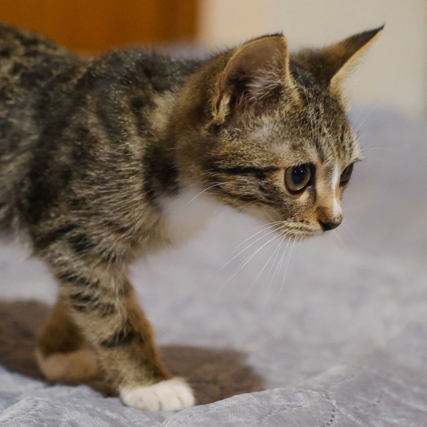 Котофея, 3 мес