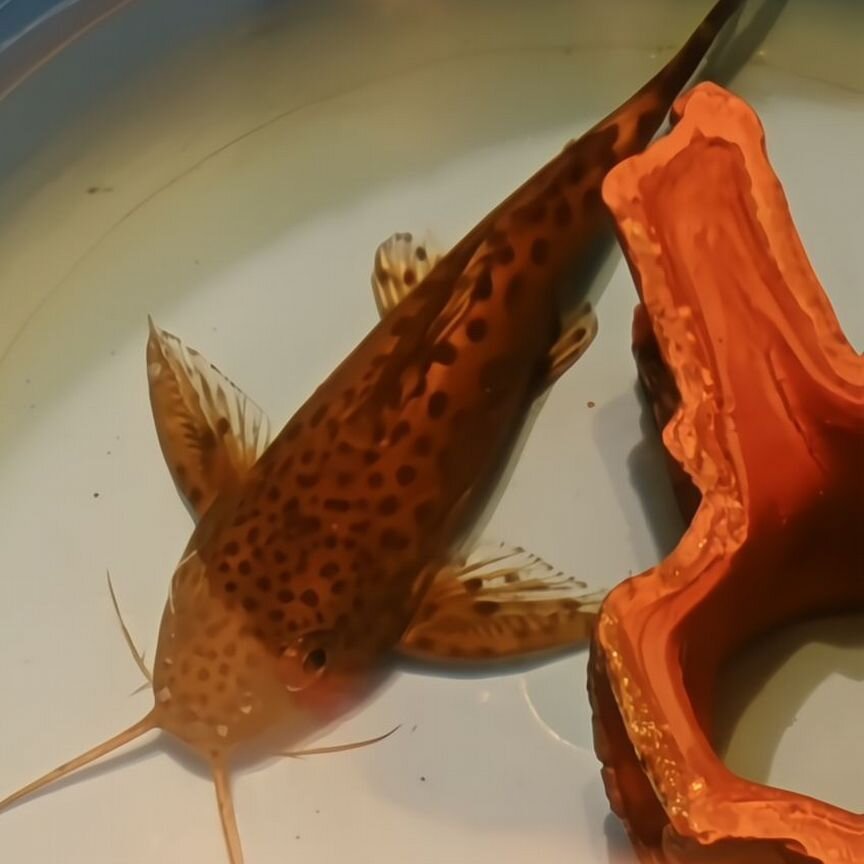 Сом синодонтис