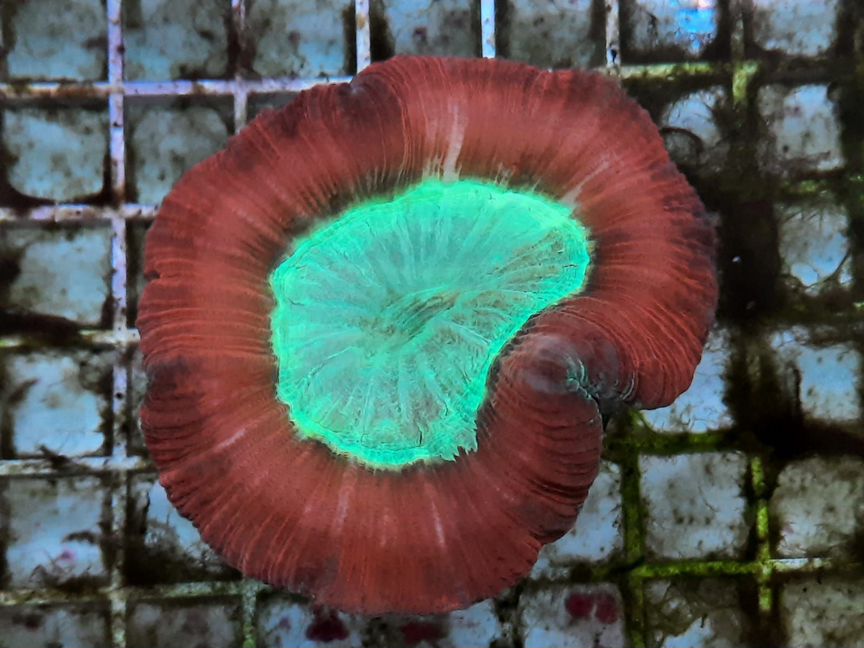 Коралл Трахифилия металлик