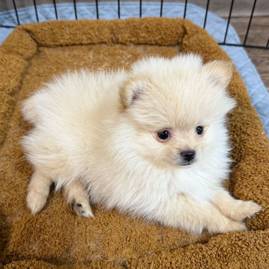 Немецкий шпиц, щенок