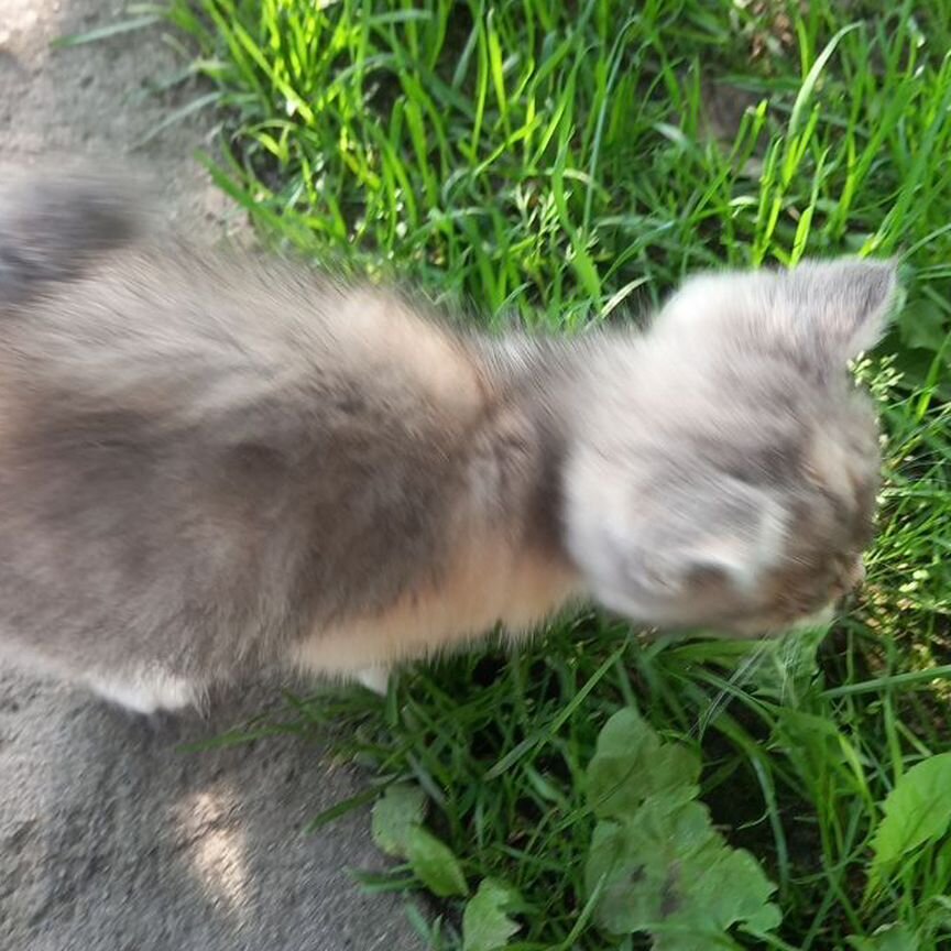 Сиамский котёнок