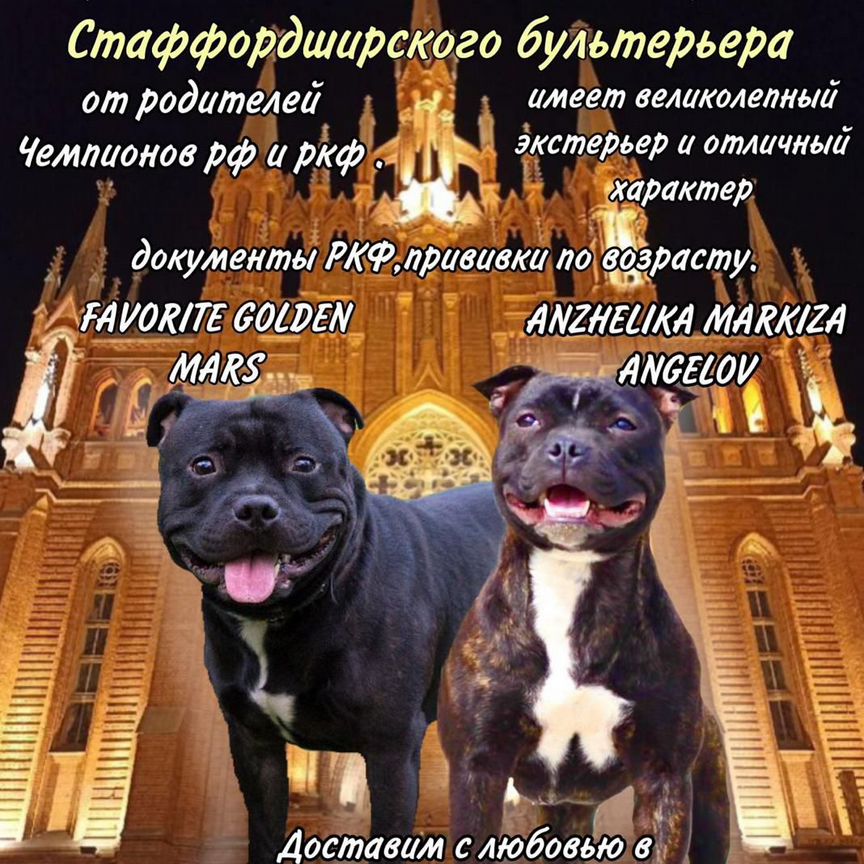 Щенки