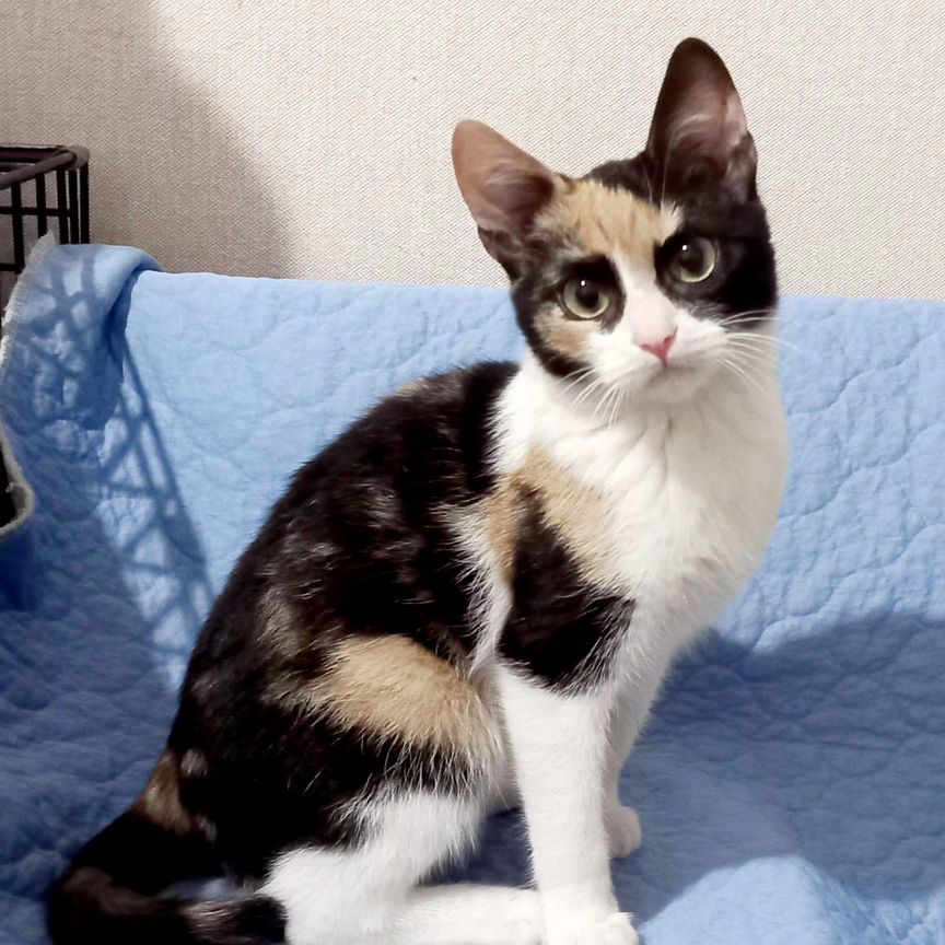 Котенок девочка трехцветная 3,5 месяца