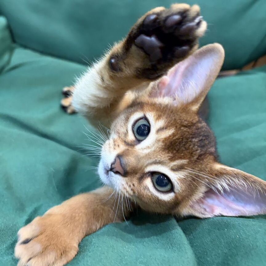 Абиссинский котёнок