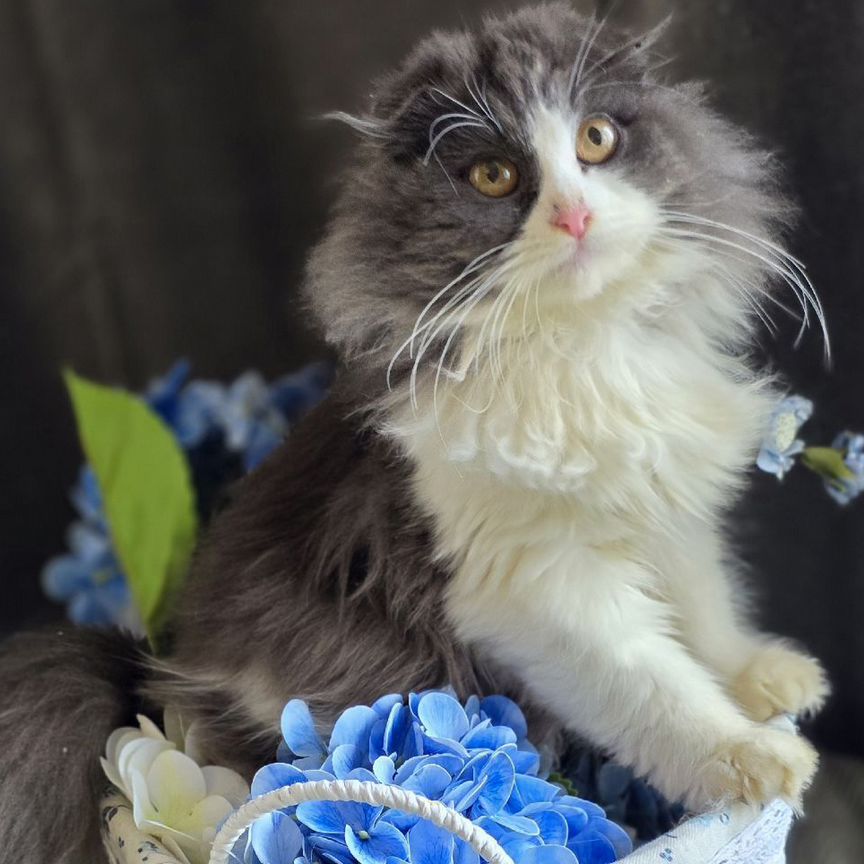 Шотландский вислоухий длинношёрстный котёнок