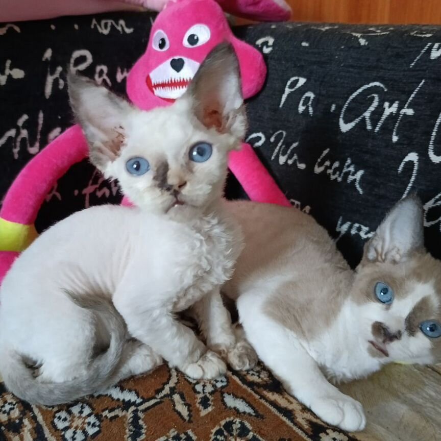 Девон-рекс котёнок